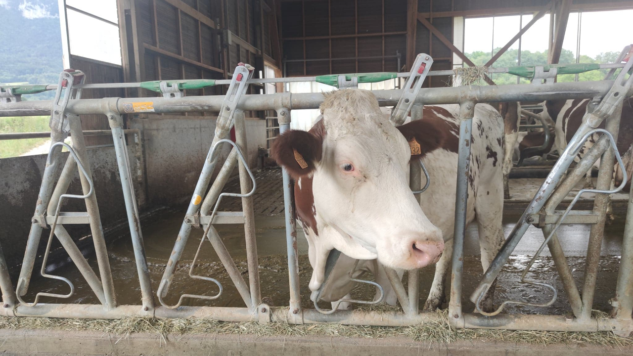 Pays de Savoie : Presque 50 foyers de dermatose recensés